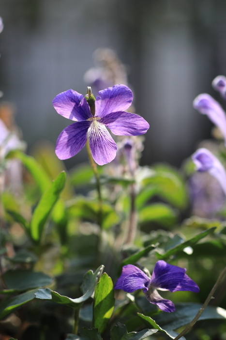 夕日に映える : 四季折々