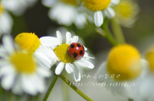 ひたすら写真 : やわらかな 日々