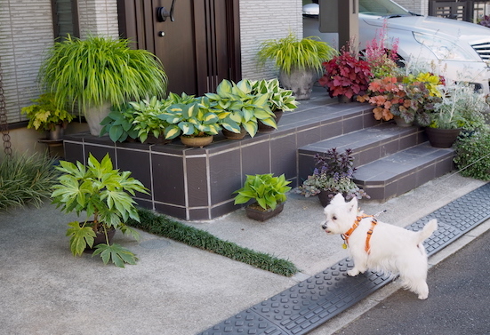 葉モノでまとめる : 羽と手 ー山形明美制作日記ー