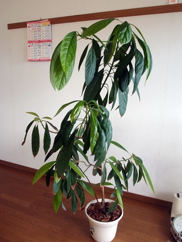 アボカドの木を剪定した話 : ふたりで暮らす