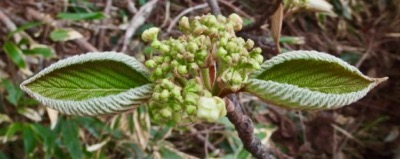 #上高地 #レンプクソウ科 『大亀の木』 Viburnum furcatum : 自然感察 *nature feeling*