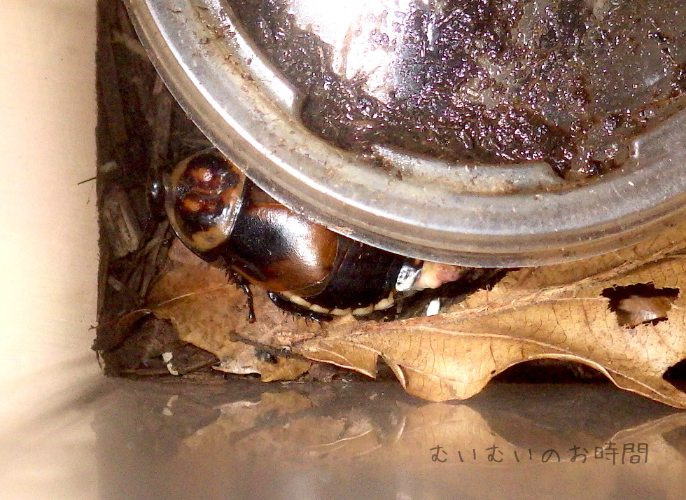 グロウスポットローチ ～はじめてのぉ～ : むいむいのお時間