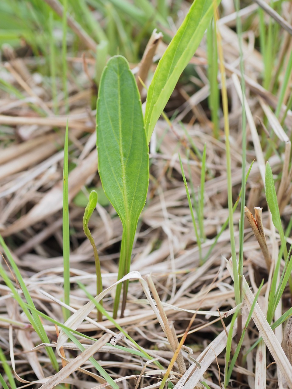 ホソバシロスミレ（スミレ科） : 私の植物観察日記