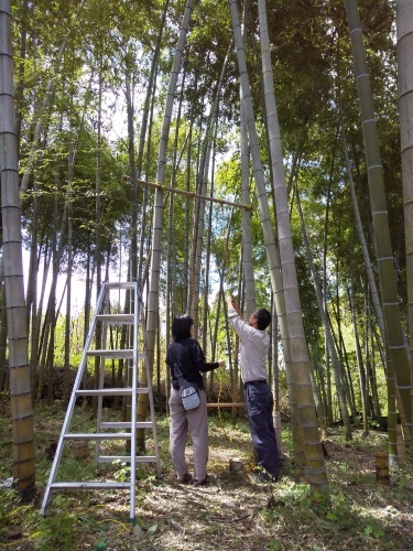 孟宗竹でメンマ 2020.05.29 : 漆職人のかぶれにっき