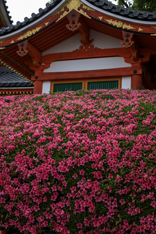 八坂神社のサツキ : 花景色－K.W.C. PhotoBlog