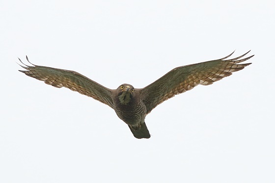 営巣中のサシバ : 野鳥の視線