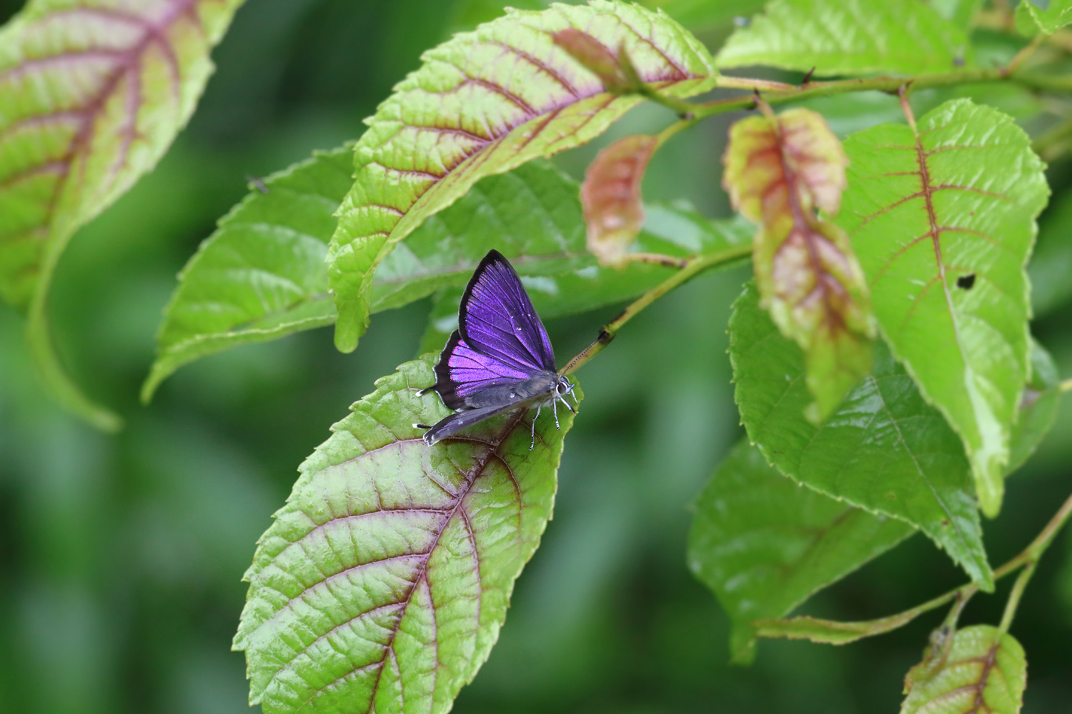 紫色のミドリシジミ 2020 : Lycaenidaeの蝶鳥撮影日記