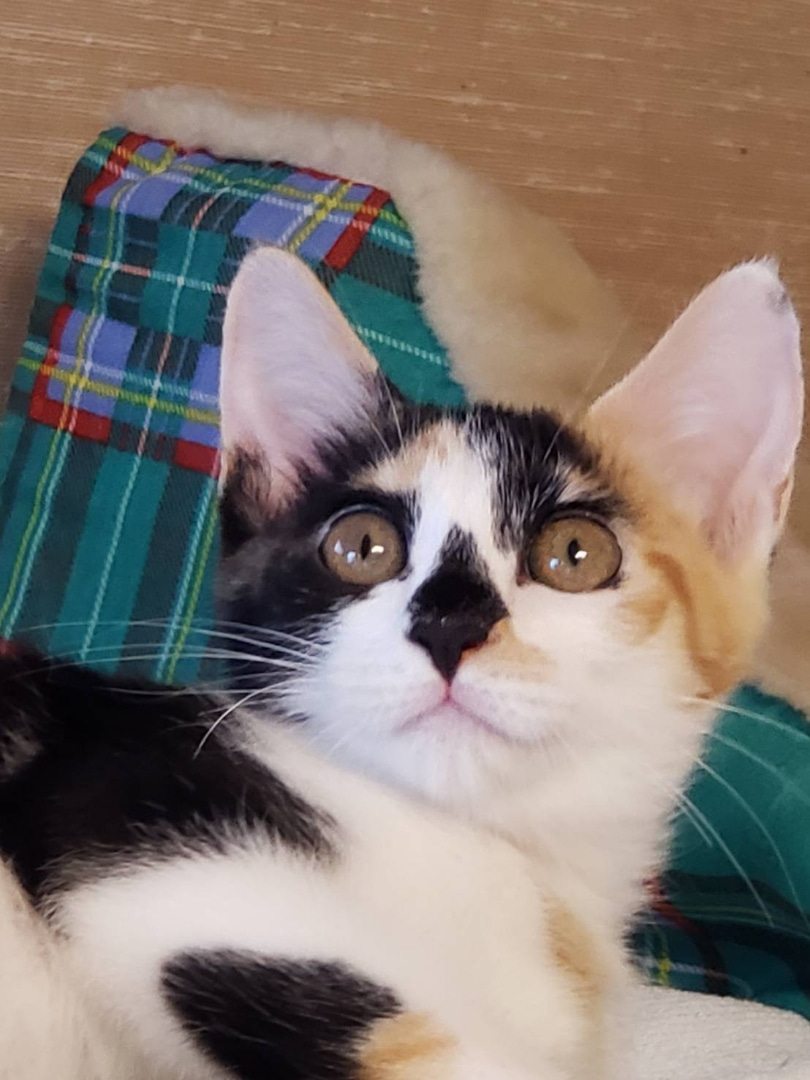 【ありがとうございます！感涙です】ご寄付のお願い : NPO法人 府中猫の会