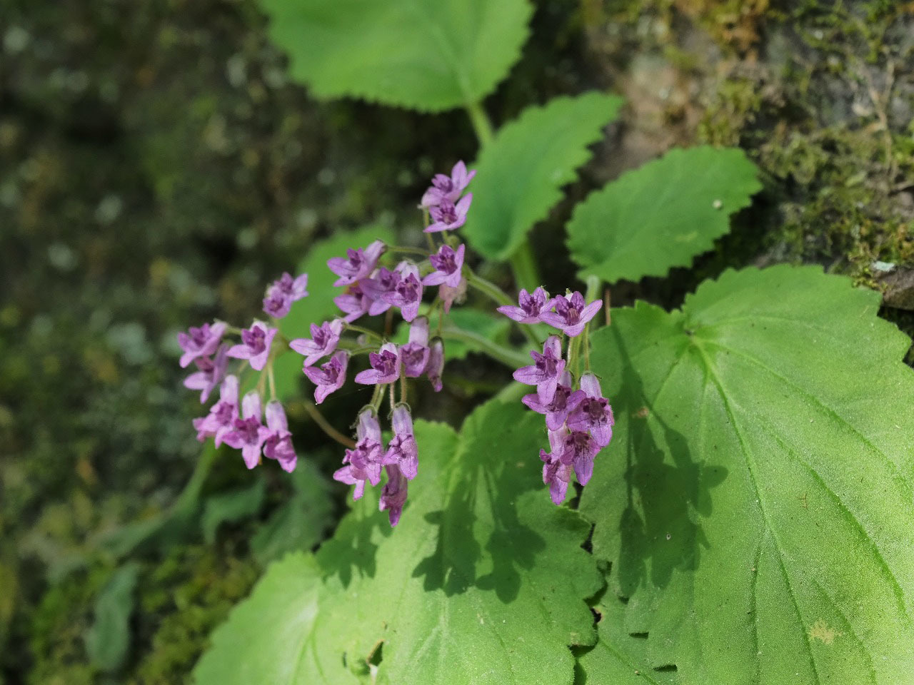 イワギリソウ（イワタバコ科） : 私の植物観察日記