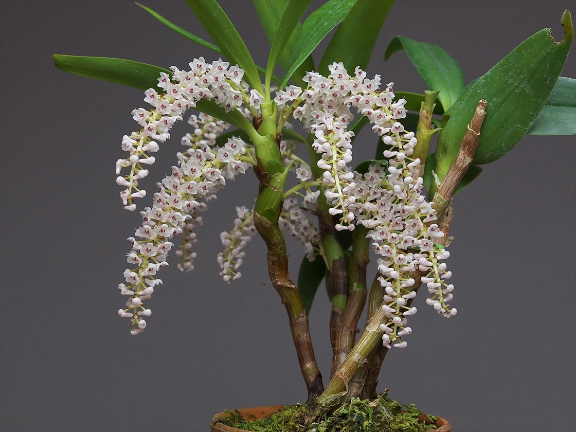 Eria floribunda : 花咲かじいちゃん洋らん栽培