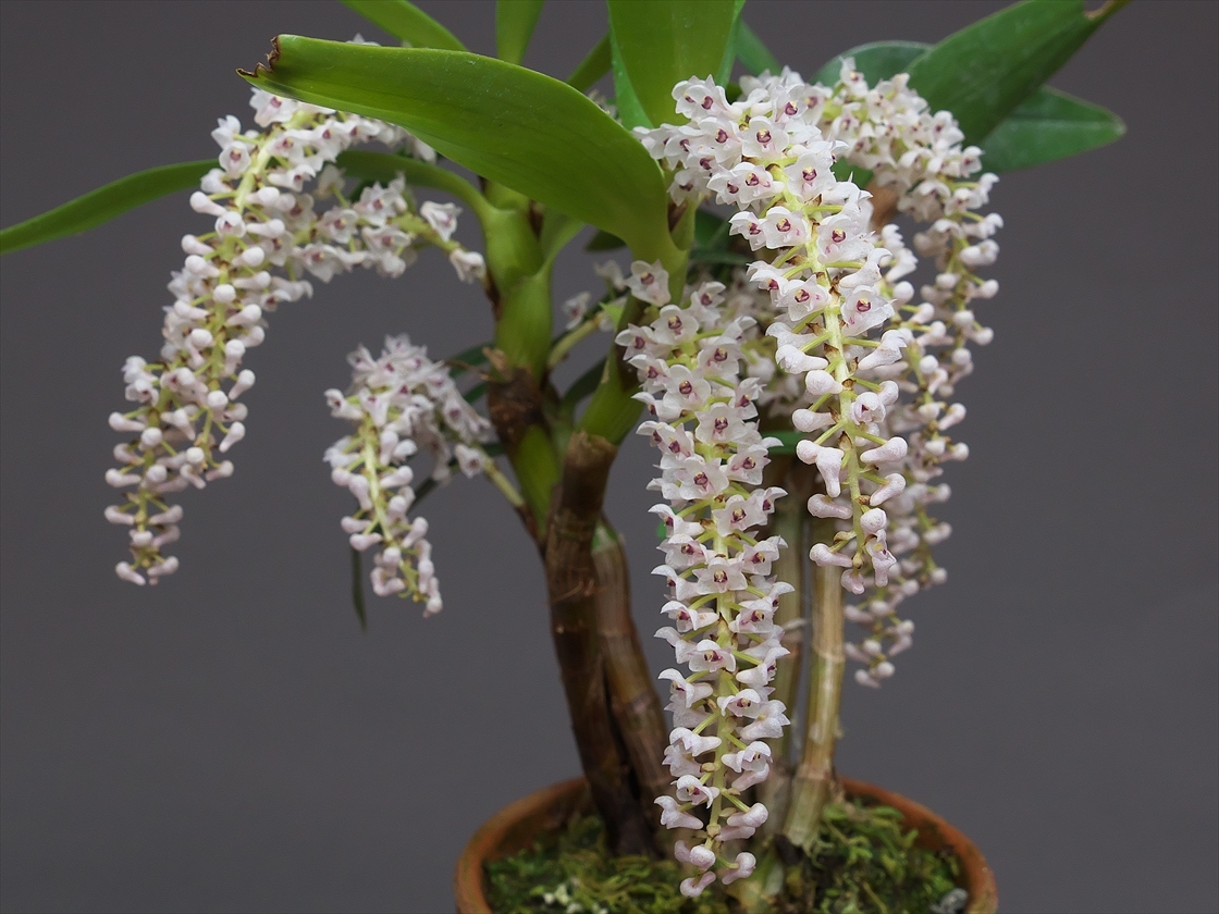 Eria floribunda : 花咲かじいちゃん洋らん栽培