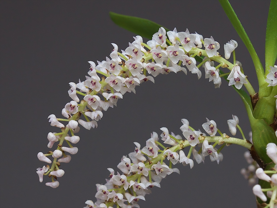 Eria floribunda : 花咲かじいちゃん洋らん栽培