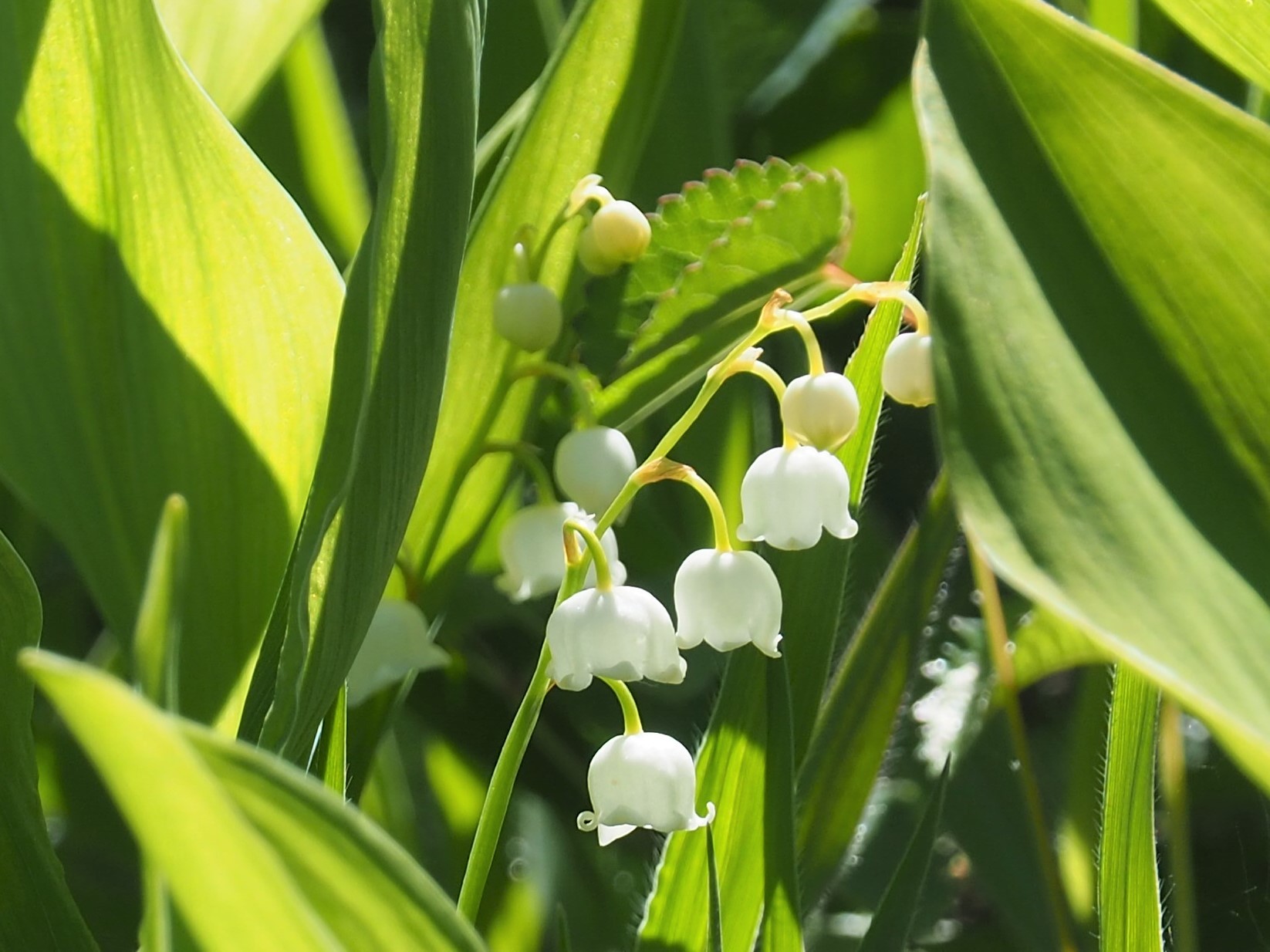 入笠山～大阿原湿原 花散歩 2020.6.17（水） : 心のまま、足の向くまま・・・