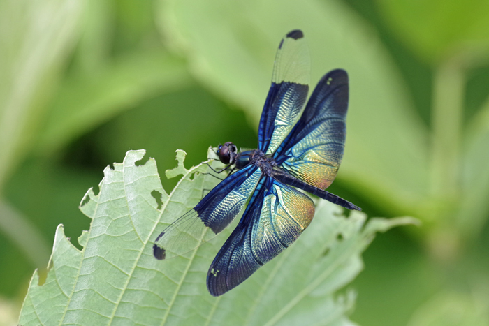 チョウトンボ : 生きる。撮る。
