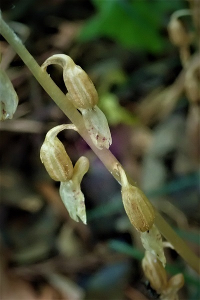 タシロラン 田代蘭 : 里山の四季