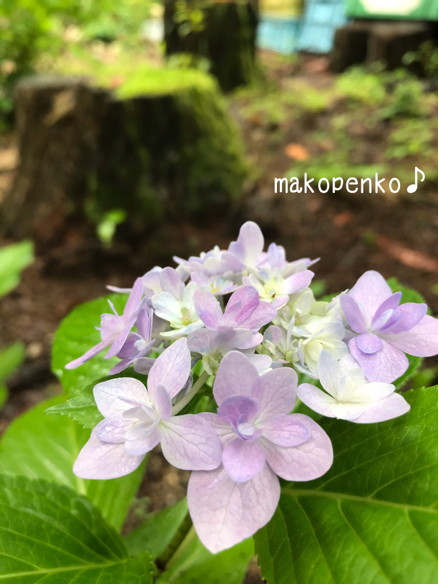 花ふきんのおめかし♪ : まこぺんこ's WORLD のんびり安曇野ぐらし♪