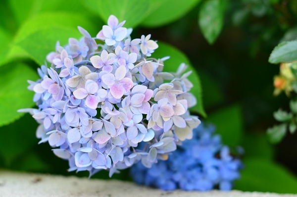 庭の紫陽花 : お茶の時間にしましょうか-キャロ&ローラの 庭の紫陽花 : お茶の時間にしましょうか-キャロ&ローラの