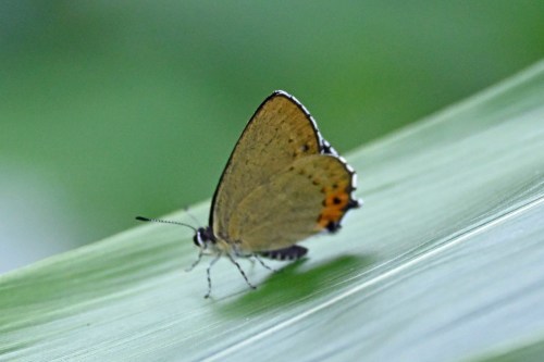 ウラキンシジミ 札幌ゼフの旅（終り） : 蝶のいる風景blog