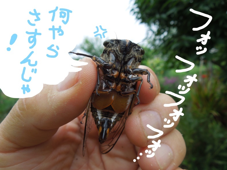 絵の具容器 : 拾うたんじゃけえ！ 甲