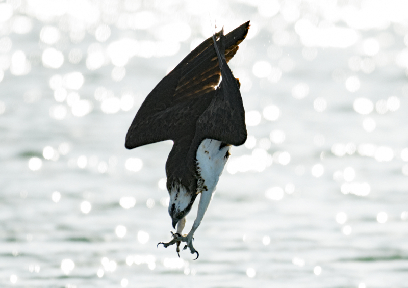 鶚 : 四季の鳥達歌