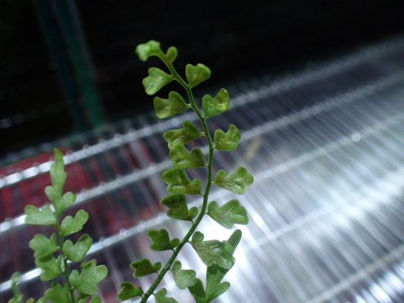 Asplenium quitense : コケシノブログ‐苔忍録‐