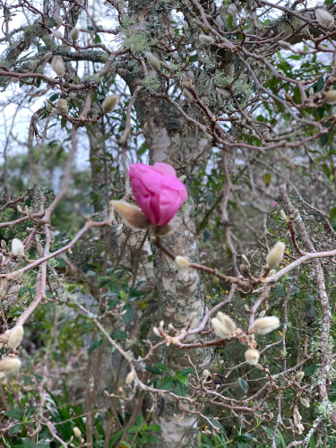 visiting a Matae : つのきた日記