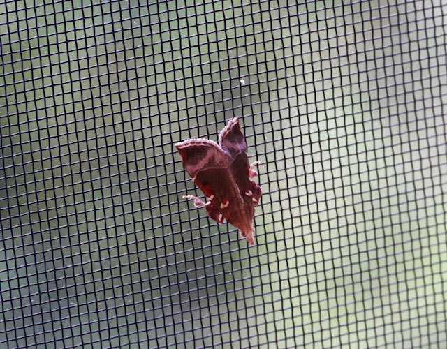 地味ながらもとっても可愛らしい模様 : 昆虫ブログ むし探検広場