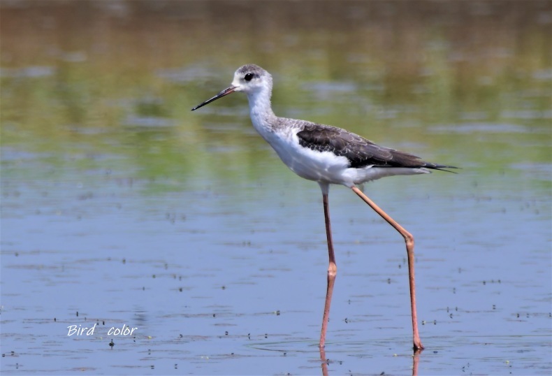セイタカシギ ⑤ 赤い目を捉えました。 : バードカラー