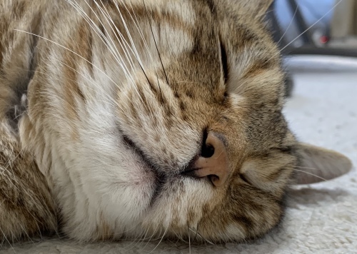 四往復 : 「にゃん」の針しごと