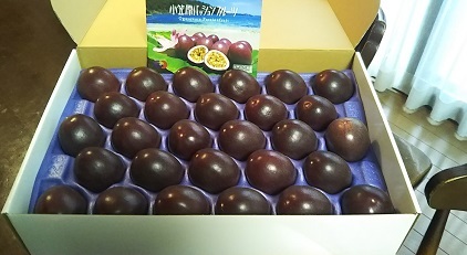 芽が出た！ : マサ日記