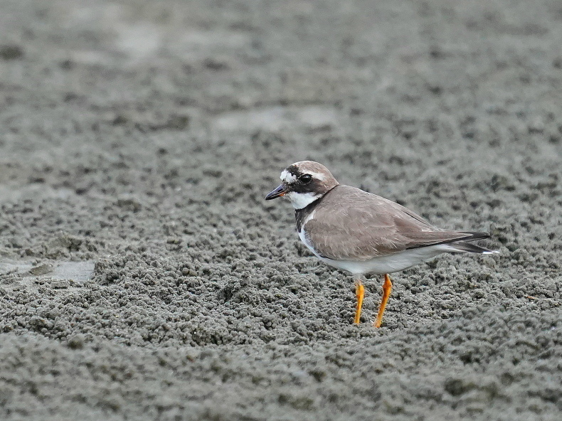 今日の撮って出し！ ハジロコチドリ ライファー（No．363） KGG : シエロの野鳥観察記録