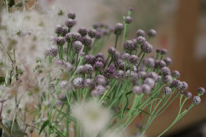 花を買ひ来て : ミセス サファイア 静けさの中で
