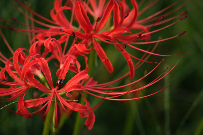 + てんとう虫 : ゆみぃ ふぉとぐらふ