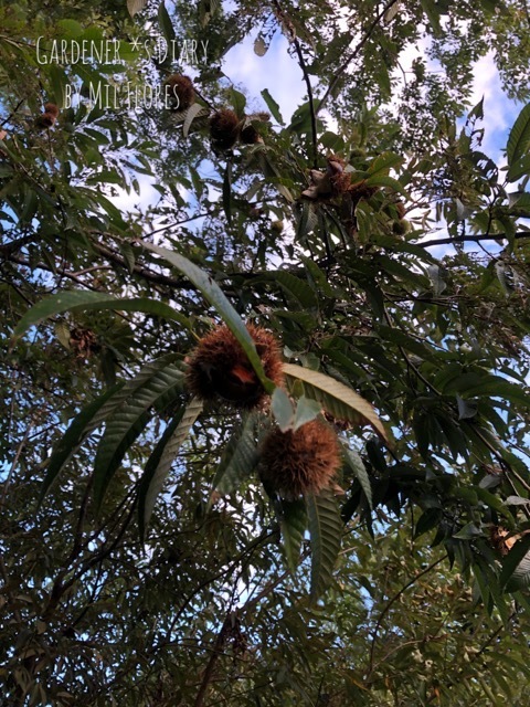 山栗をほんの少し : Gardener*s Diary