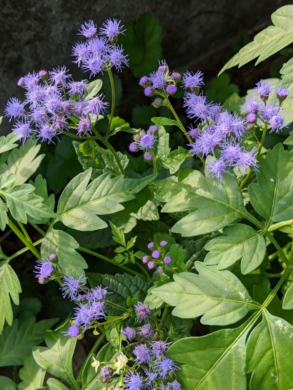 変えようなんて思わないこと : 猫とウサギとPちゃんと
