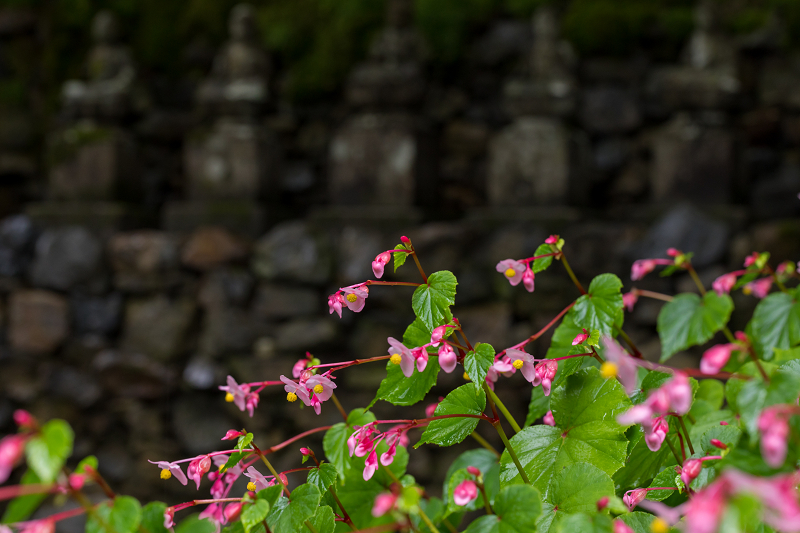 初秋の山野草たち（古知谷阿弥陀寺） : 花景色－K.W.C. PhotoBlog