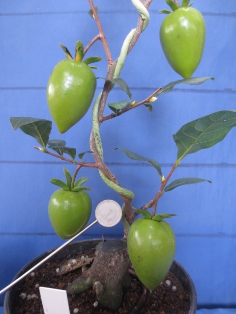 ローヤ柿・老鴉柿・老爺柿 : 桐生さんのローヤ柿・老鴉柿・老爺柿・ロウヤガキ・銘品紹介