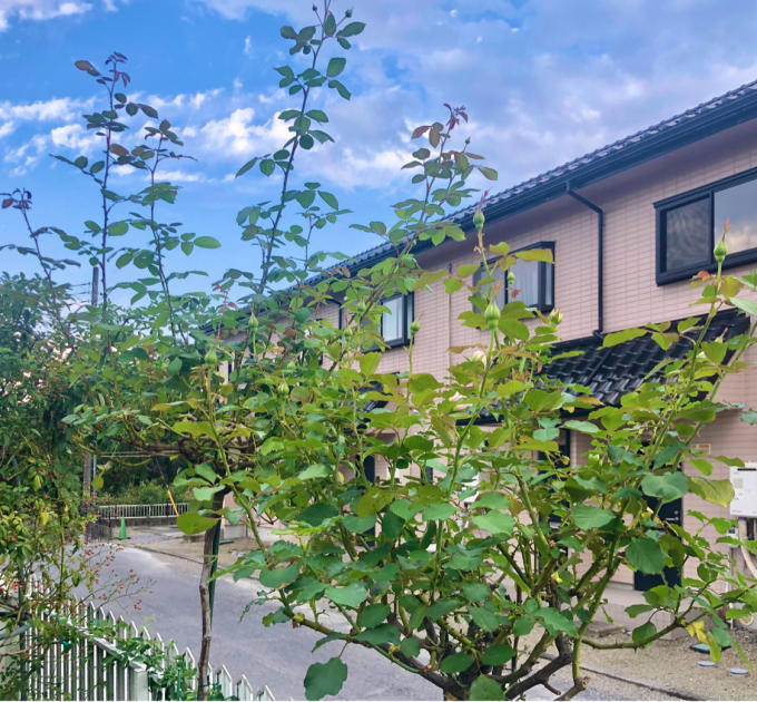 ヒーリングの秋バラ♫と野望を胸に♡と、美味しそうな葉っぱを記念に : 薪割りマコのバラの庭