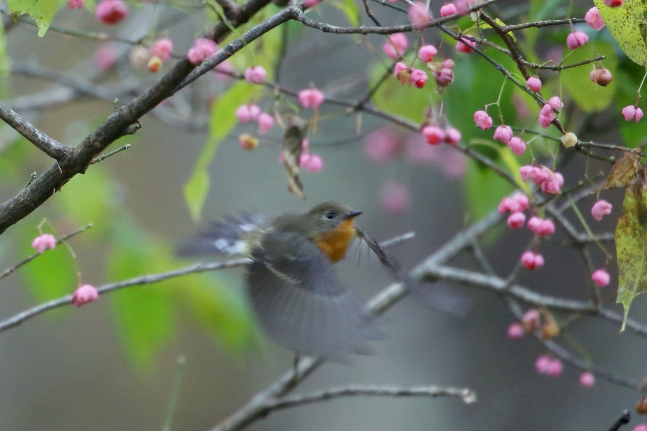マユミの花にムギマキ－2 : T/Hの野鳥写真-Ⅲ