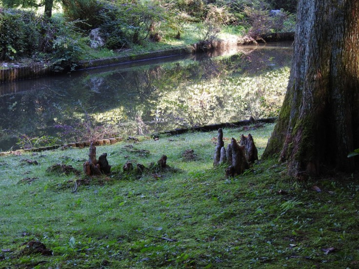 『落羽松(ラクウショウ)の実と呼吸根とキノコ達～♪』 : 自然風の自然風だより
