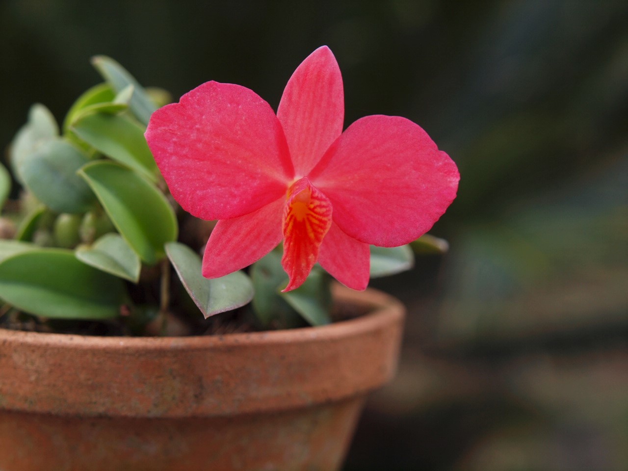 蘭とか・・。 : Flowers.