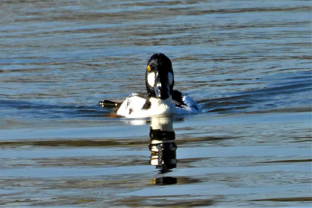 ほっぺの〇が可愛い～ホオジロガモさん : なんでもブログ2