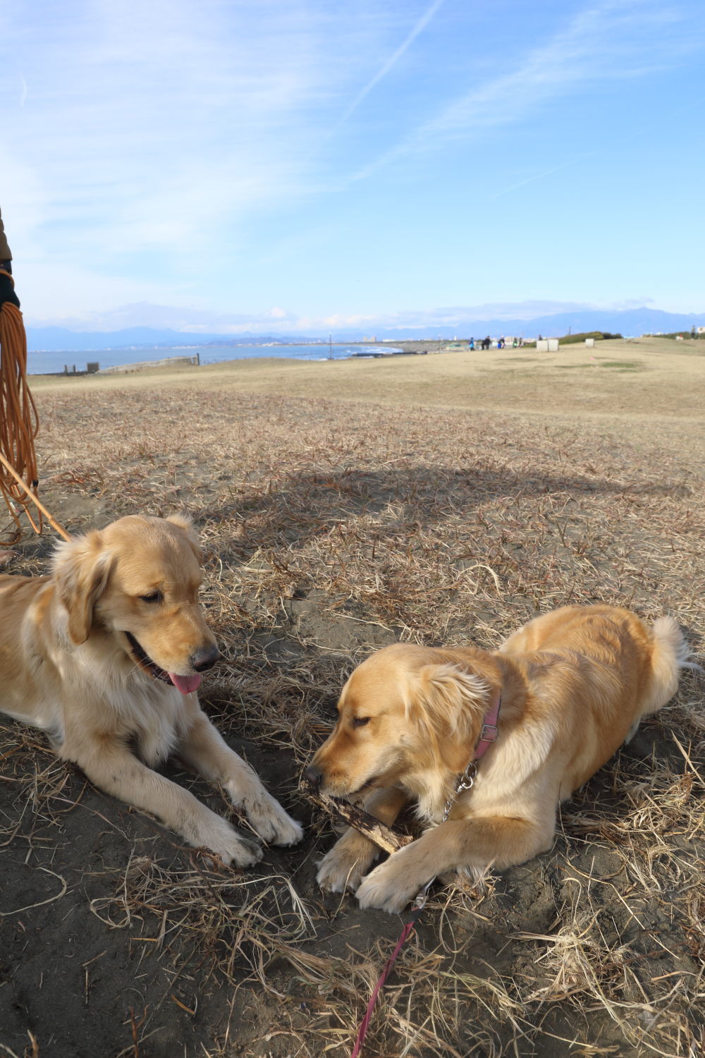 アンちゃんと新春初ワンプロ！（1） : ハナ＆ララとお散歩！