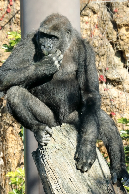 ゴリラ家族と、生後2ヵ月の小象アルン君（上野動物園） : 旅プラスの日記