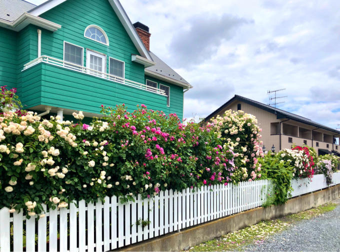 つるバラの誘引剪定♡最後はやっぱりアーチのピエールドゥロンサール♫ : 薪割りマコのバラの庭