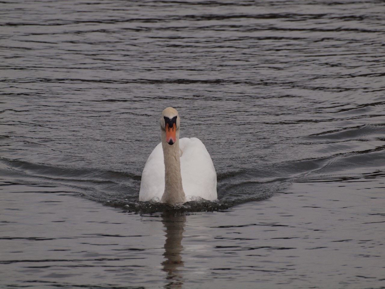 『瘤白鳥(コブハクチョウ)と青鷺(アオサギ)と川鵜(カワウ)』 : 自然風の自然風だより