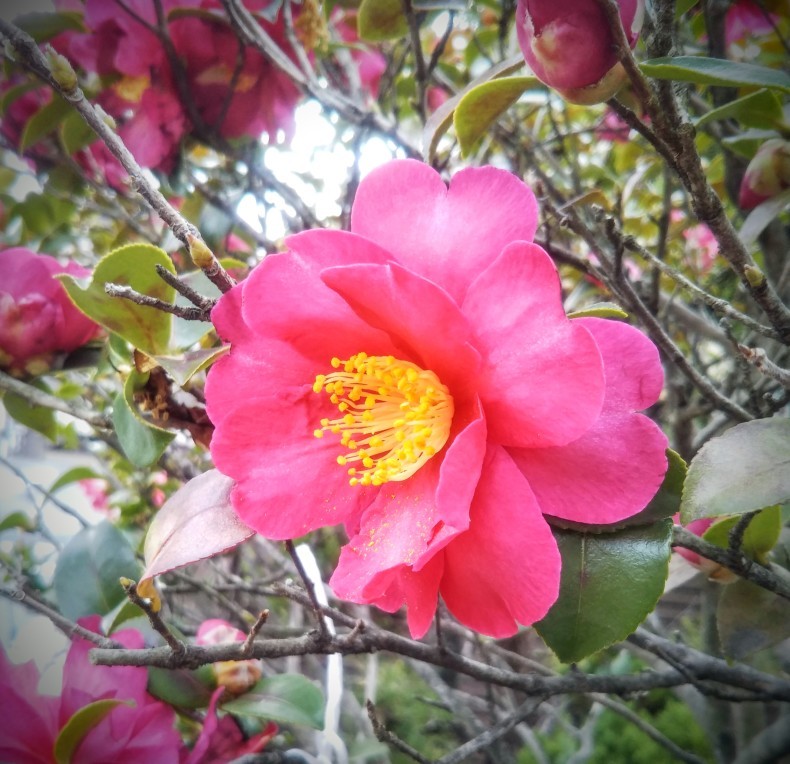 サザンカ : 獺祭亭日乗