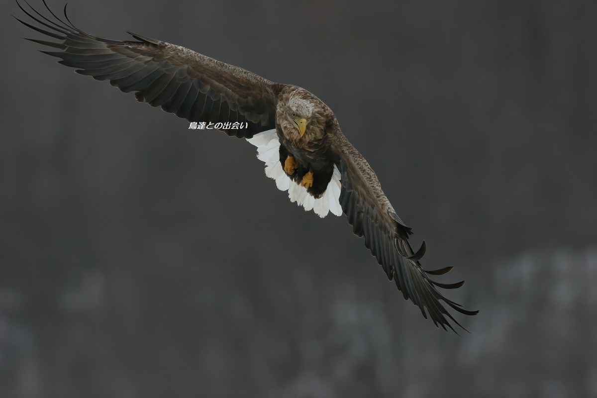 オジロワシ・・・White-tailed Eagle : ブログ鳥達との出会い