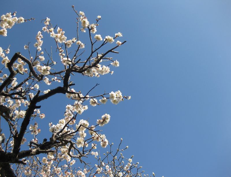 梅満開 : 四季を感じるままに