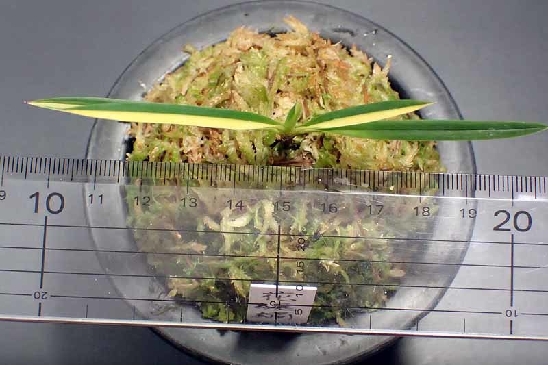 花纏の縞 : 富貴蘭チャンネル 花纏の縞 : 富貴蘭チャンネル